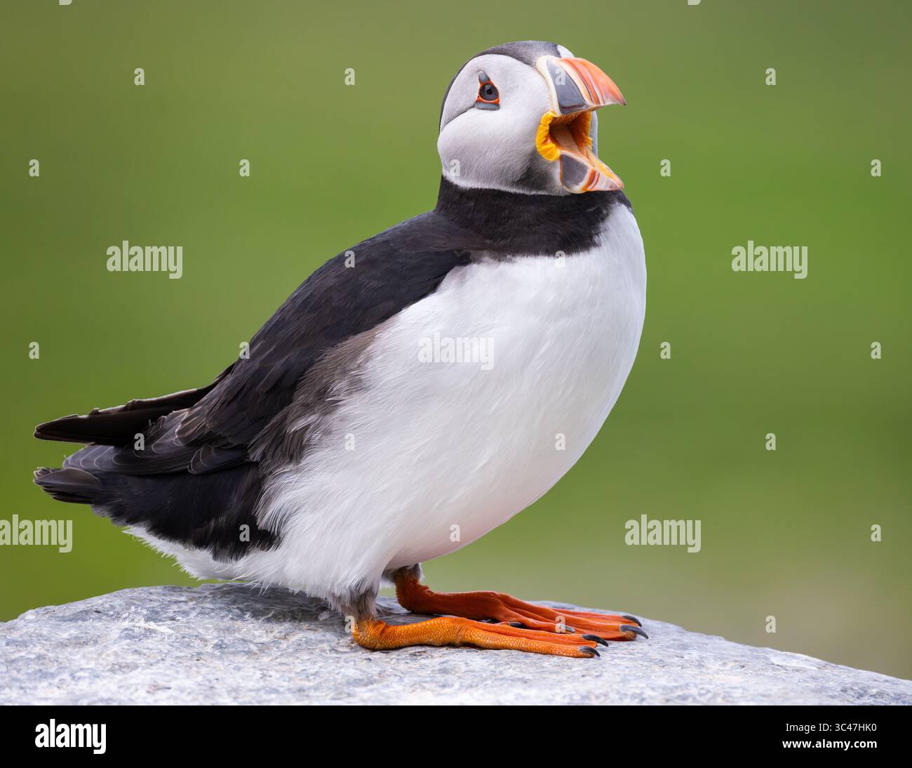 Close-up portrait of an Atlantic Puffin (Fratercula arctica) in front ...