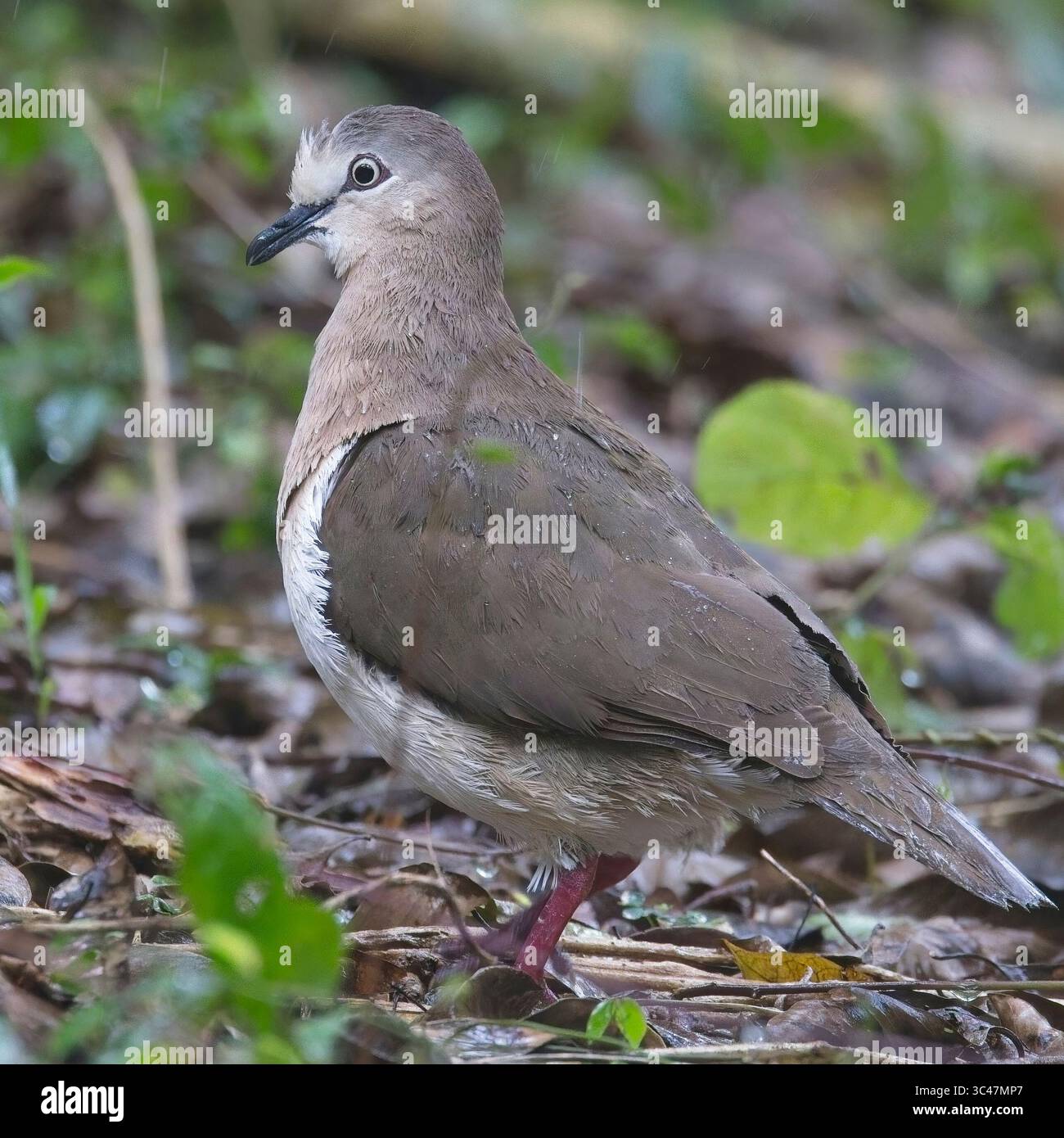Grenada Dove (Leptotila wellsi) a very rare endemic and critically ...