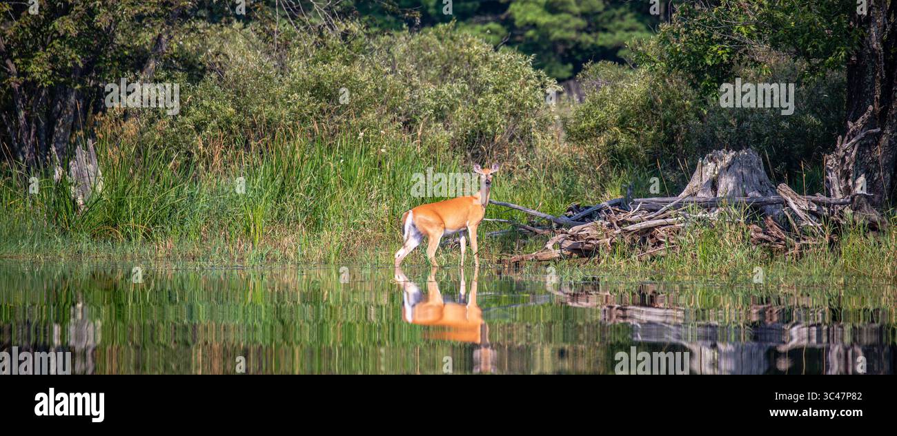 White-tailed deer (Odocoileus virginianus) standing in the Wisconsin ...