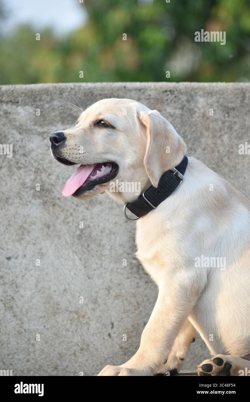 Playful and adorable Labrador puppy with bright eyes and a wagging tail ...