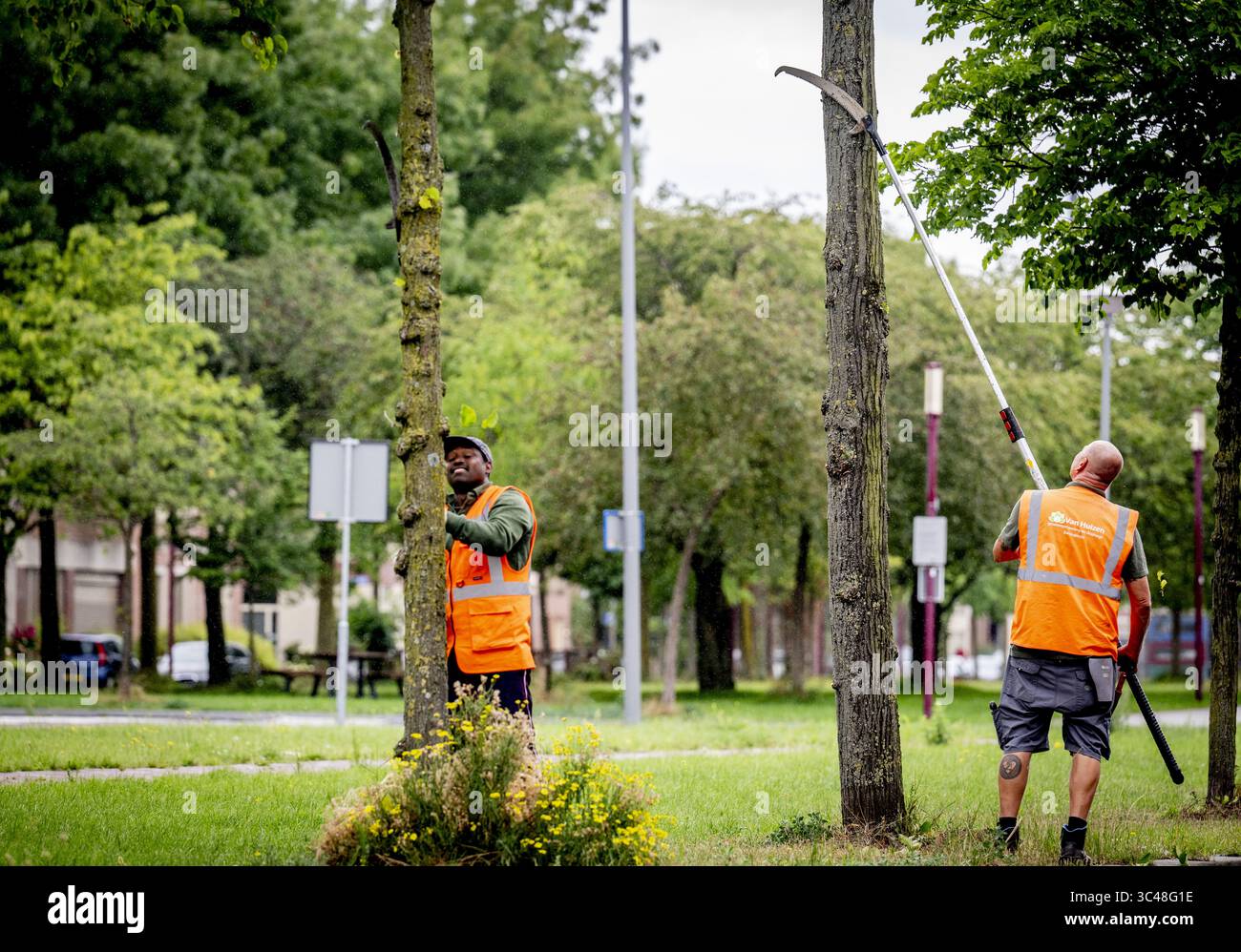 ROTTERDAM - A municipal employee is pruning a tree in a park ANP ...
