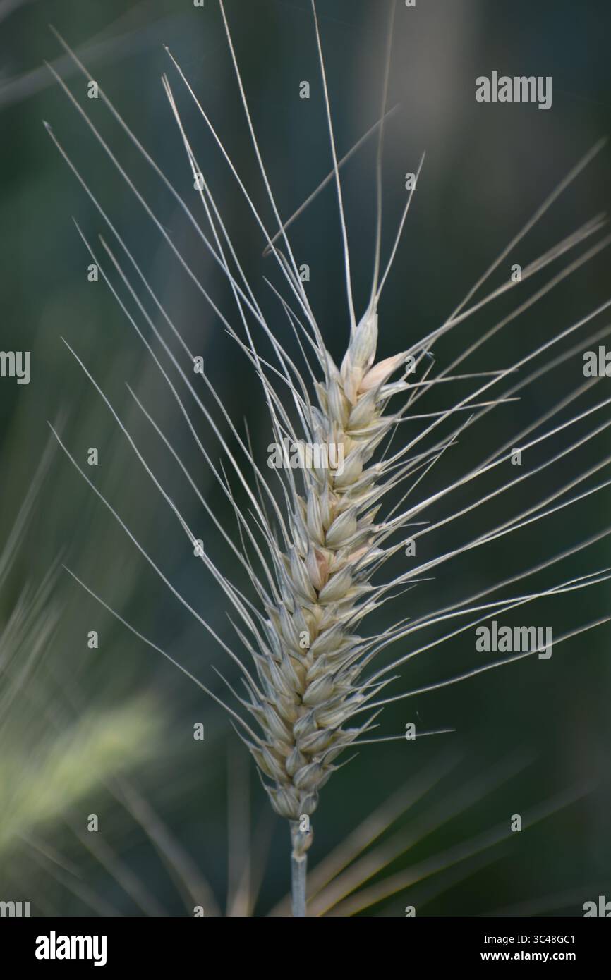 Green and ripening wheat plants in a rural agricultural field, Triticum ...