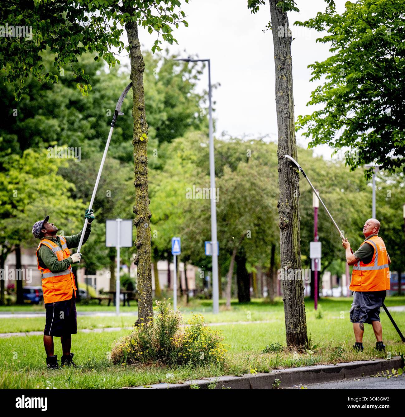 ROTTERDAM - A municipal employee is pruning a tree in a park ANP ...