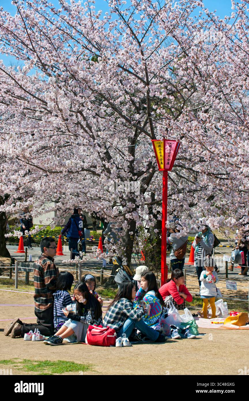 Japanese people enjoying a "hanami" (cherry blossom viewing) picnic ...