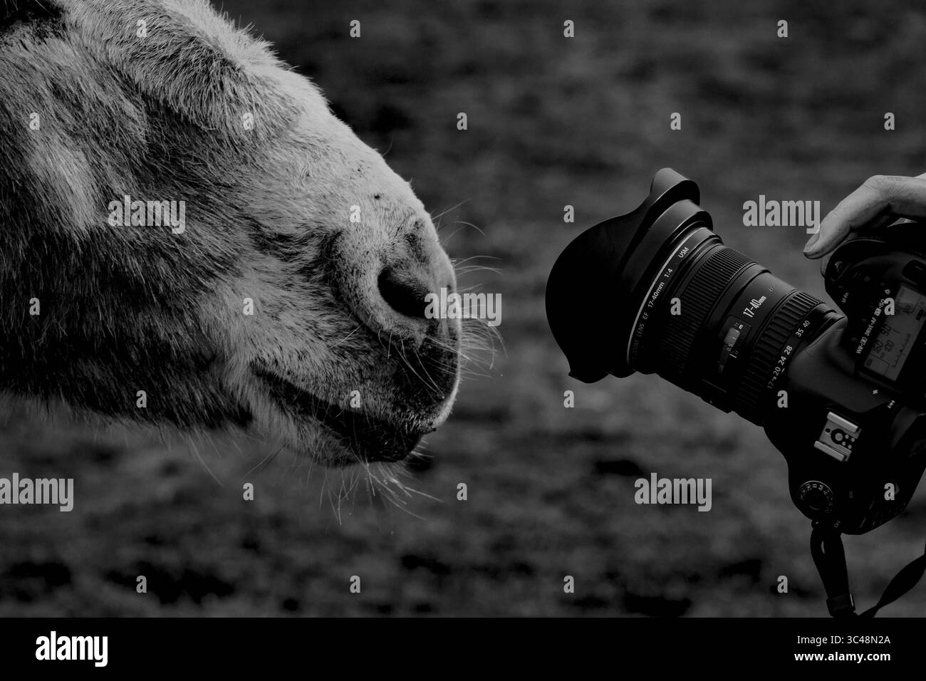 Close-up black and white photo of a donkey’s nose touching a DSLR ...
