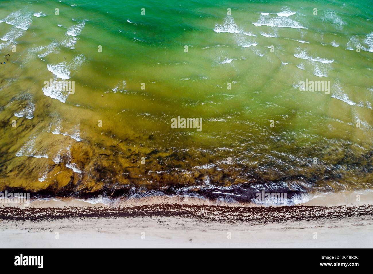 Churning algae stained surf gives impression of murky waters hi-res ...
