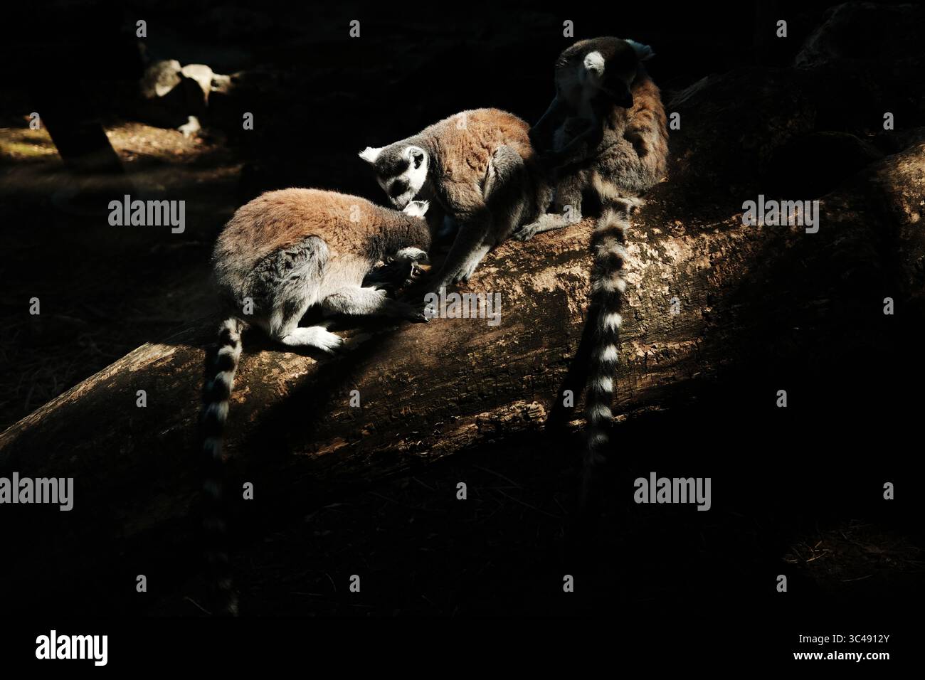 Lemurs grooming each other hi-res stock photography and images - Alamy