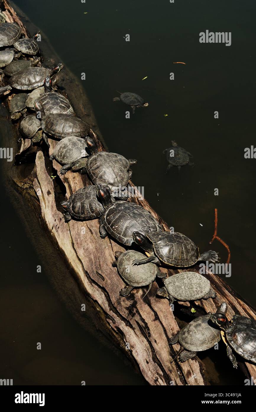 Line turtles on floating hi-res stock photography and images - Alamy