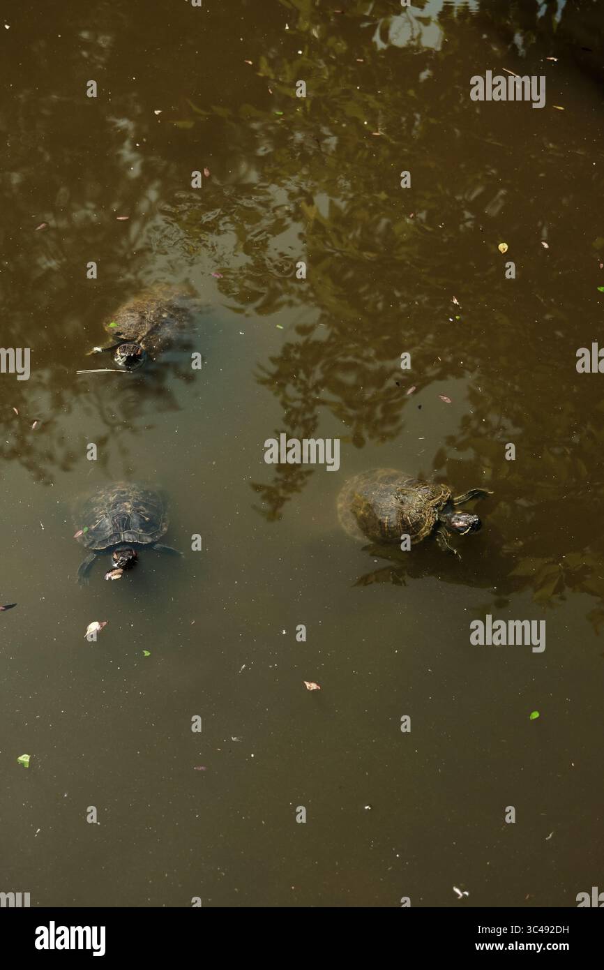 Group turtles swim in murky hi-res stock photography and images - Alamy