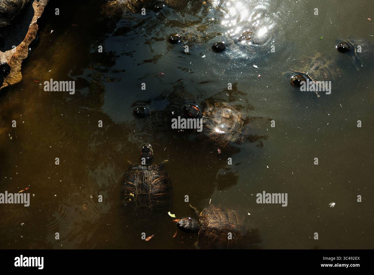 Turtles swim in pond murky hi-res stock photography and images - Alamy