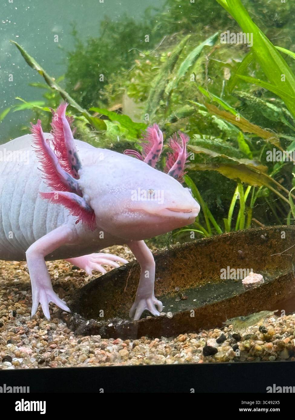 Axolotl in tank hi-res stock photography and images - Alamy