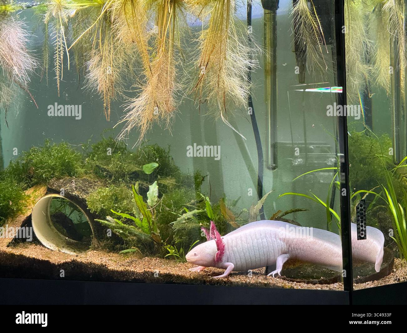 Axolotl in tank hi-res stock photography and images - Alamy
