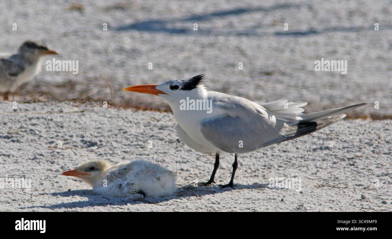 July 10, 2018 - Dunedin, Florida, U.S. - JIM DAMASKE | Times.A royal ...