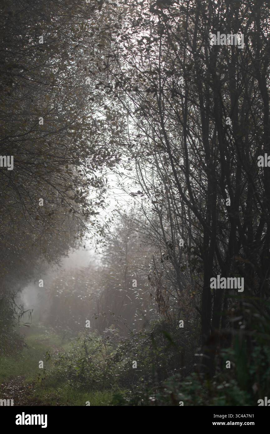 Shadowy foggy trees moody atmosphere hi-res stock photography and ...