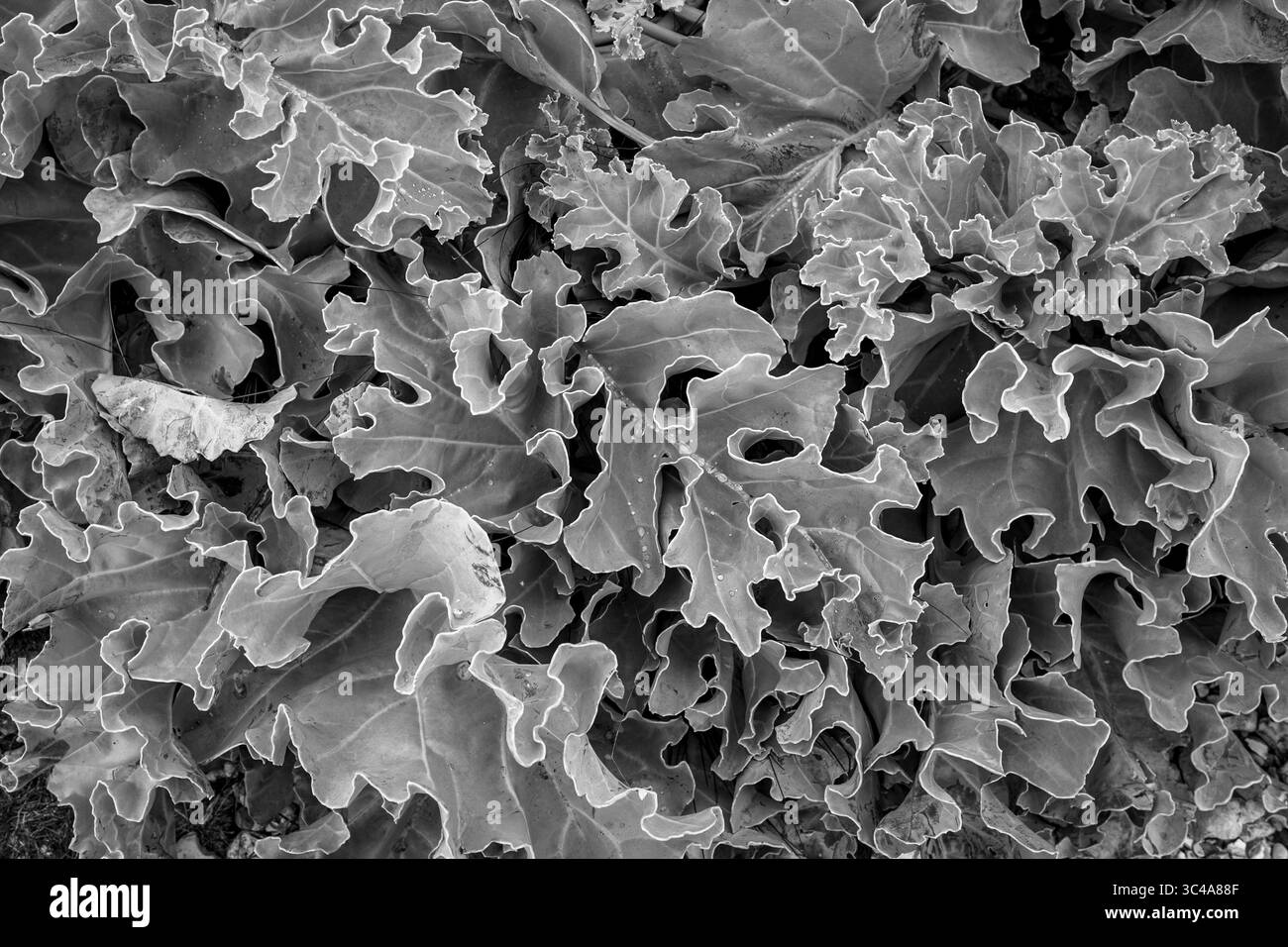 Sea cale hi-res stock photography and images - Alamy