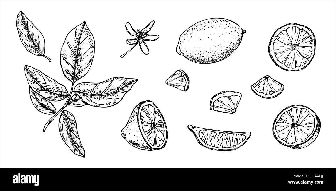 Vector set of whole lemon or lime, slices, citrus flower and leafy ...