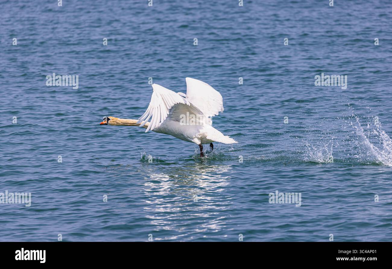 Romanshorn, Switzerland, 9th Jun 2025: A swan takes off for a flight on ...