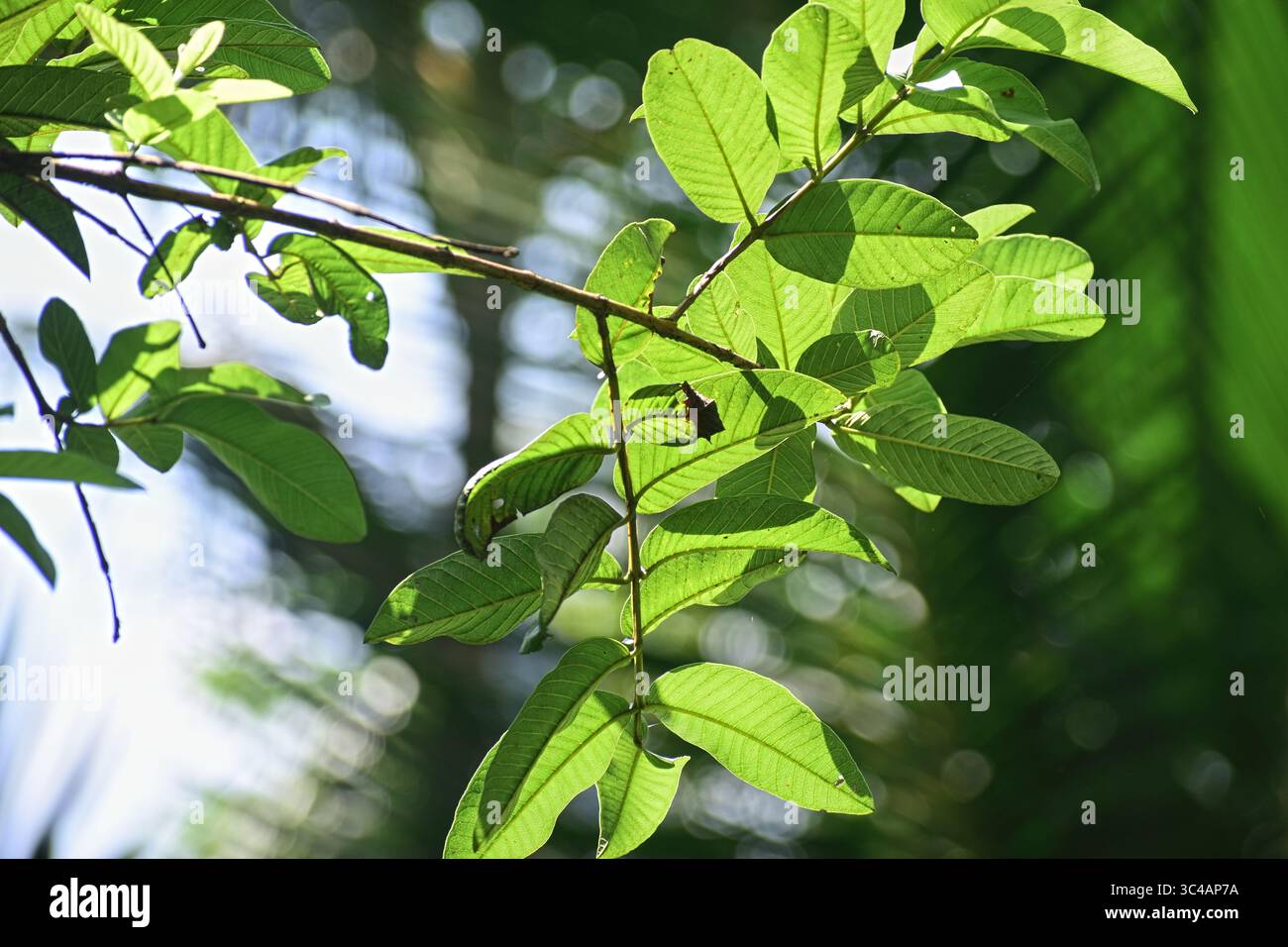 Fresh healthy guava branches growing inside of an agricultural farm ...