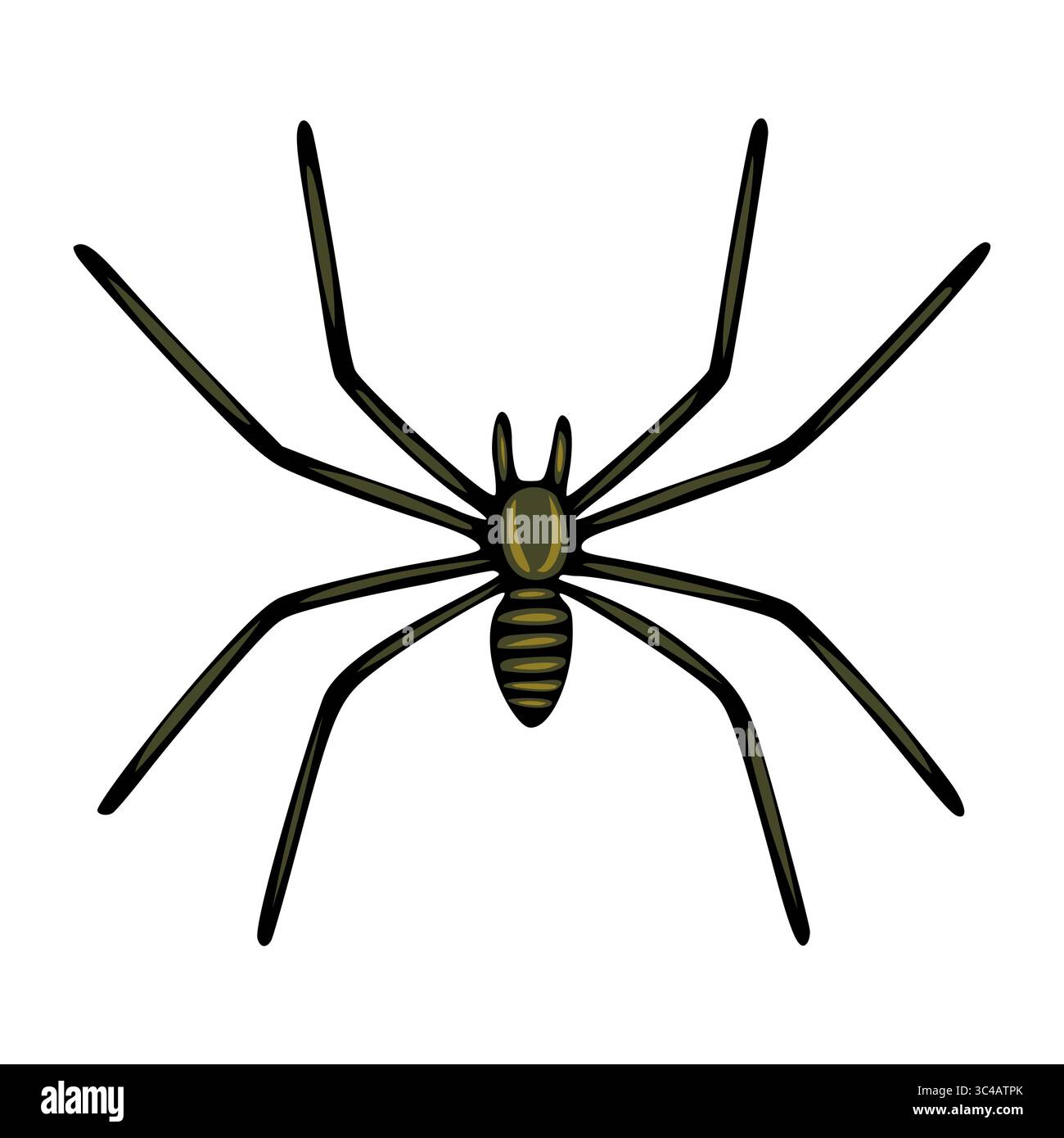 Detailed vector illustration of a stylized spider with eight long legs ...