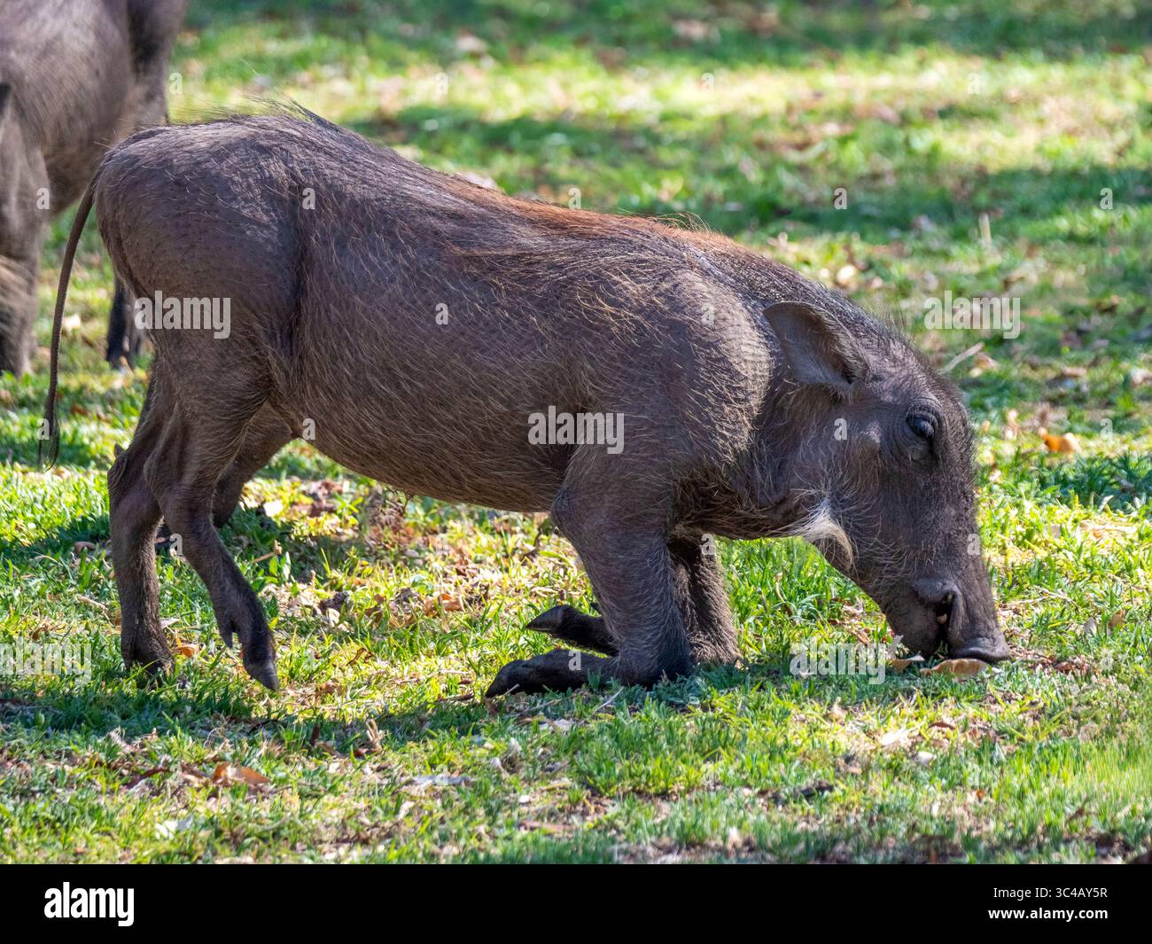 This is how warthogs feed. Here is a cute, very young warthog ...