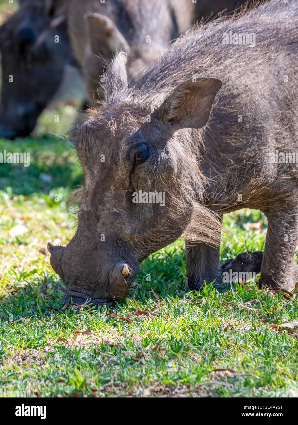 This is how warthogs feed. Here is a cute, very young warthog ...