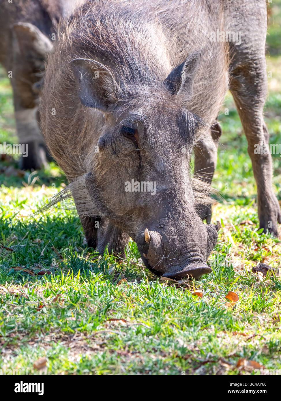 This is how warthogs feed. Here is a cute, very young warthog ...