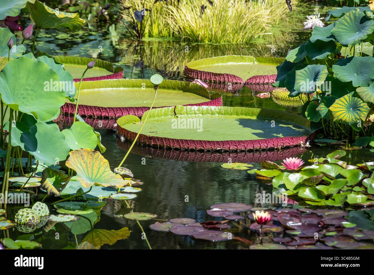 Waterlilies and giant lily pads in the reflecting pool of the Dorothy ...