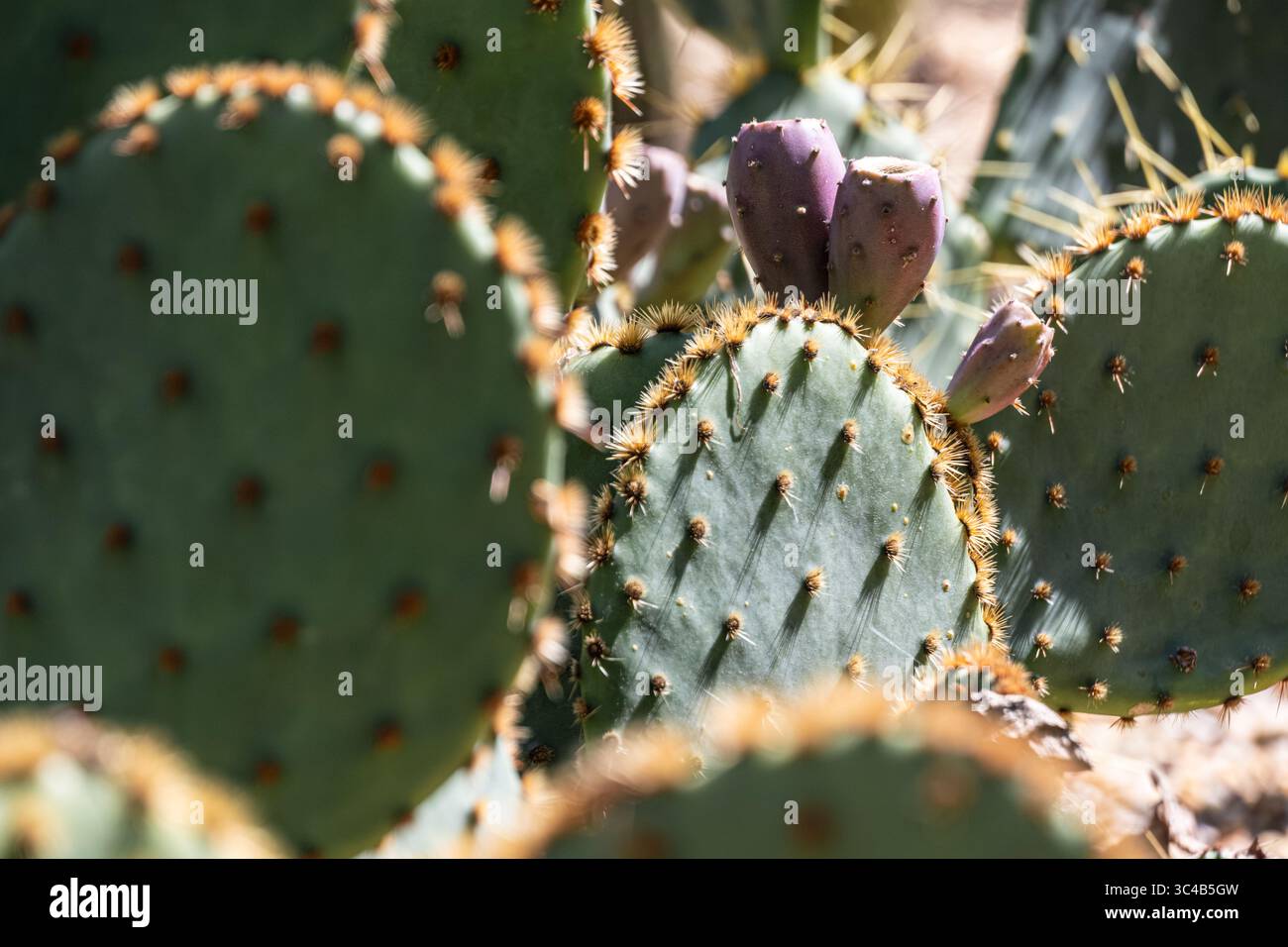 Giant prickly pear cactus (Opuntia robusta) in the Skyline Garden at ...