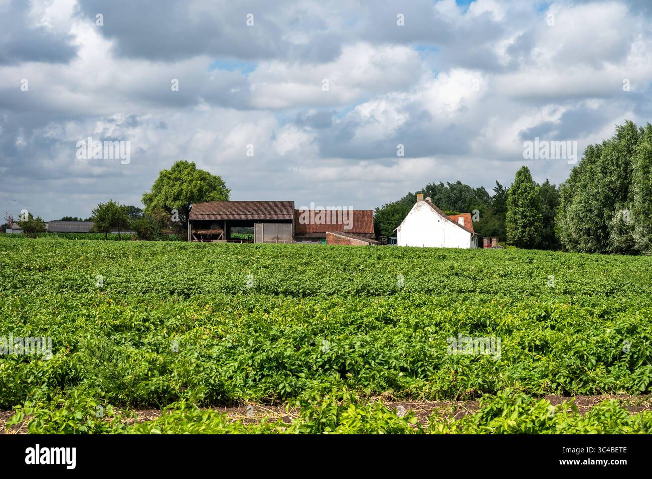Potato field and rusty barn at the Flemish countryside in Eernegem ...