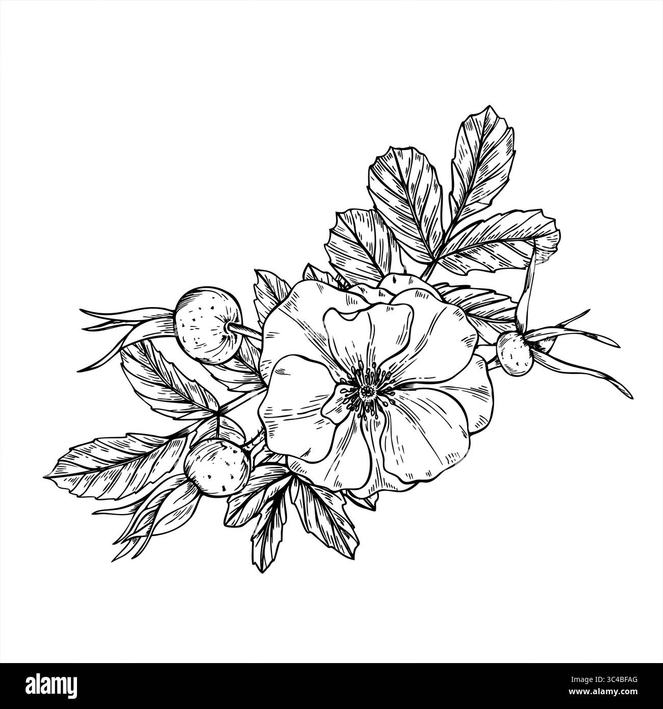 Vitamin wild Black and White Stock Photos & Images - Alamy