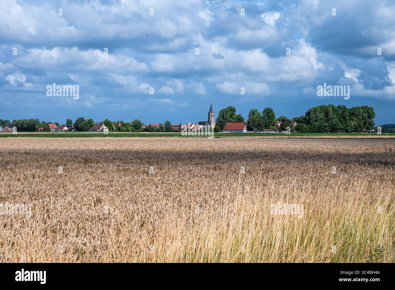 Wheat fields and the village of Zuienkerke in the background, West ...