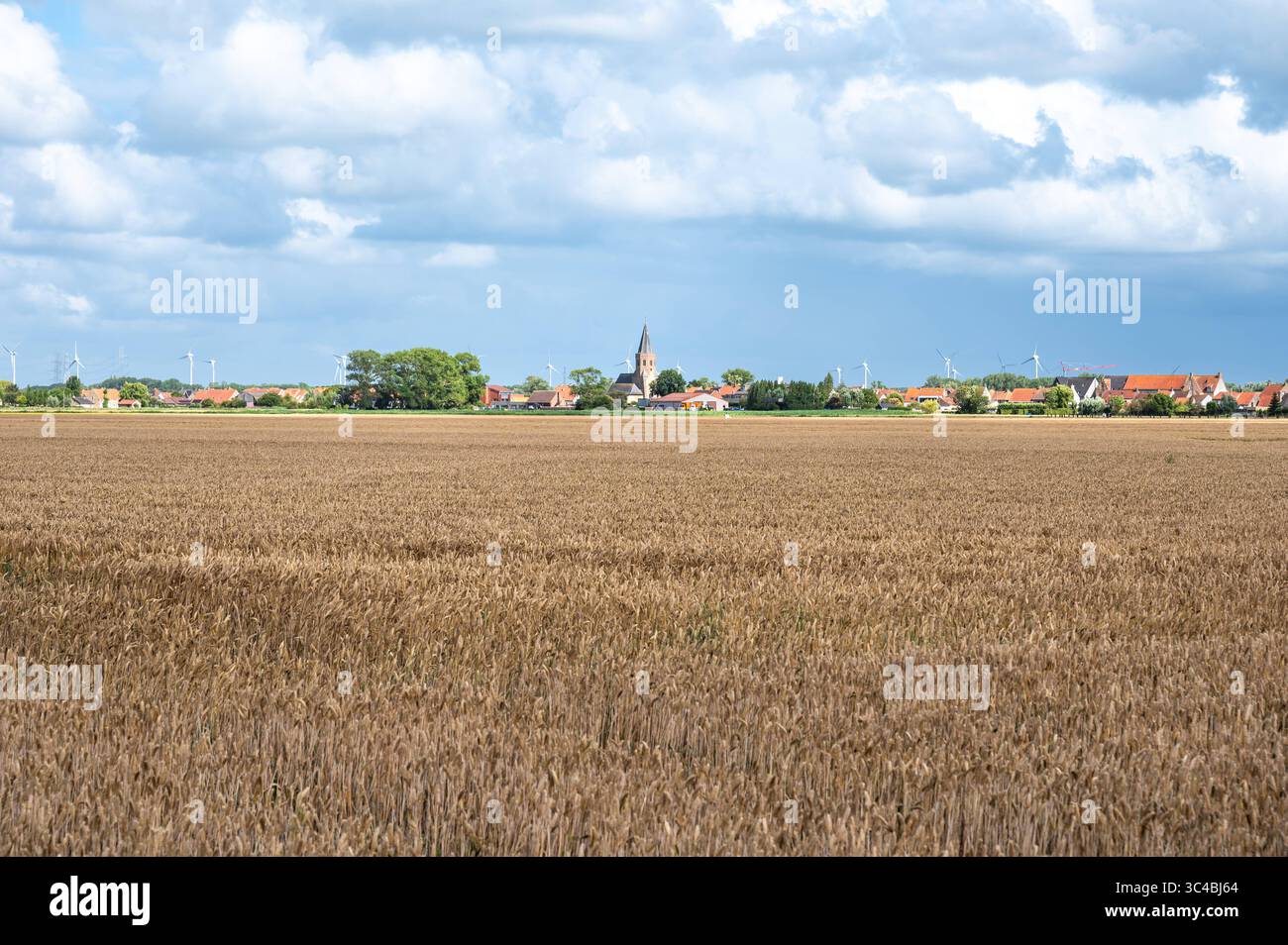 Wheat fields and the village of Zuienkerke in the background, West ...