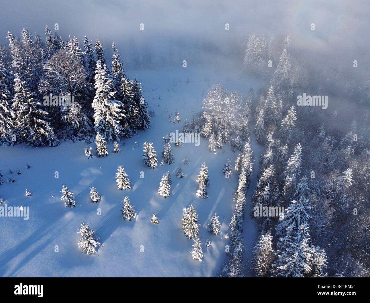 Aerial view of snow-covered forest with tall, frosted trees casting long shadows on pristine ...