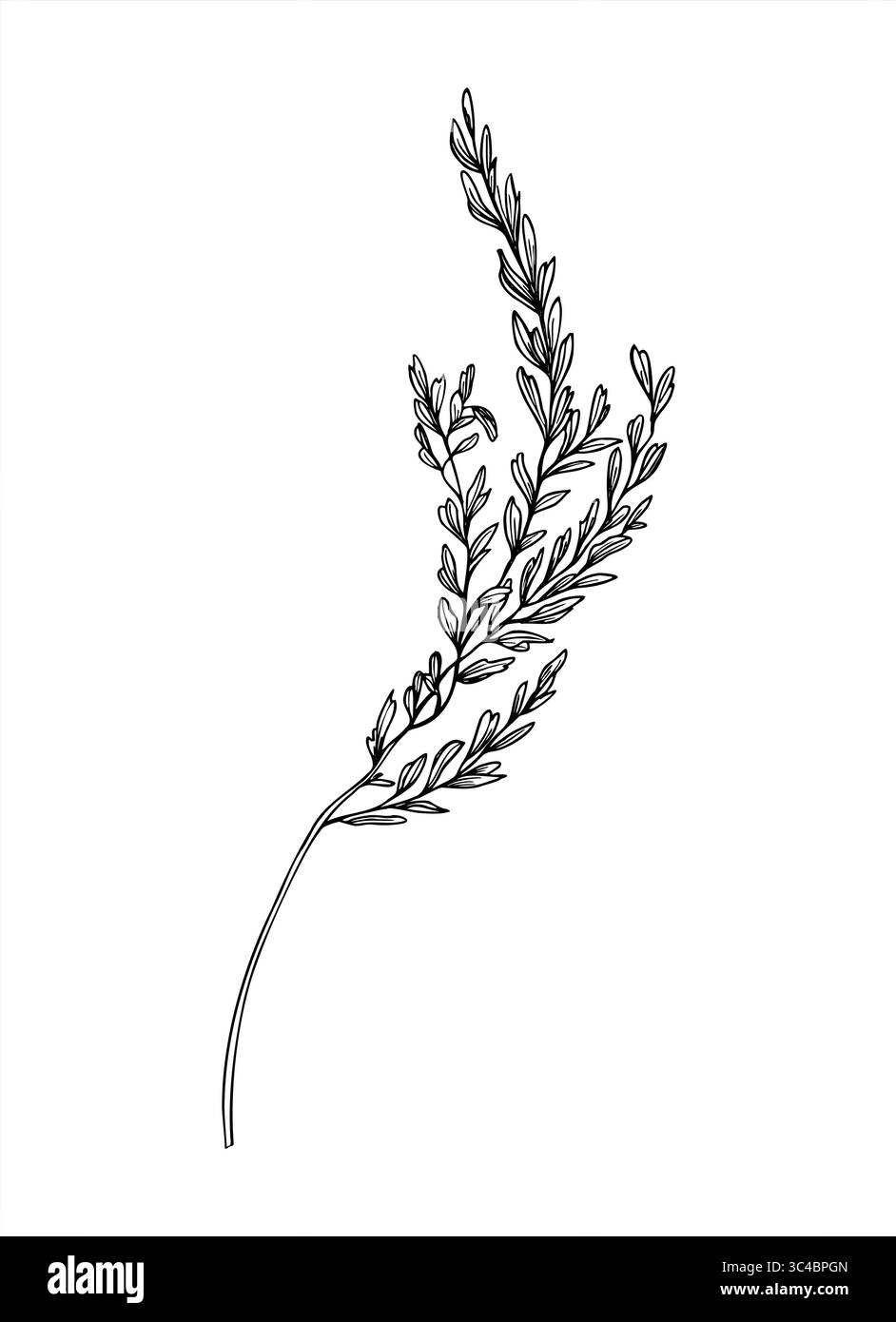 Line art grass Cut Out Stock Images & Pictures - Alamy