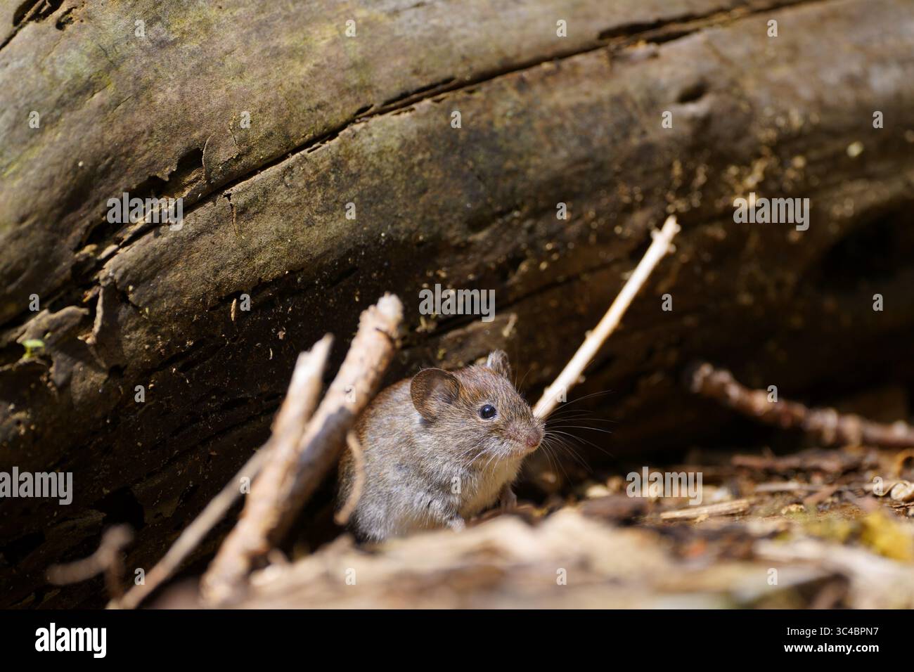 vole (microtus arvalis Stock Photo - Alamy
