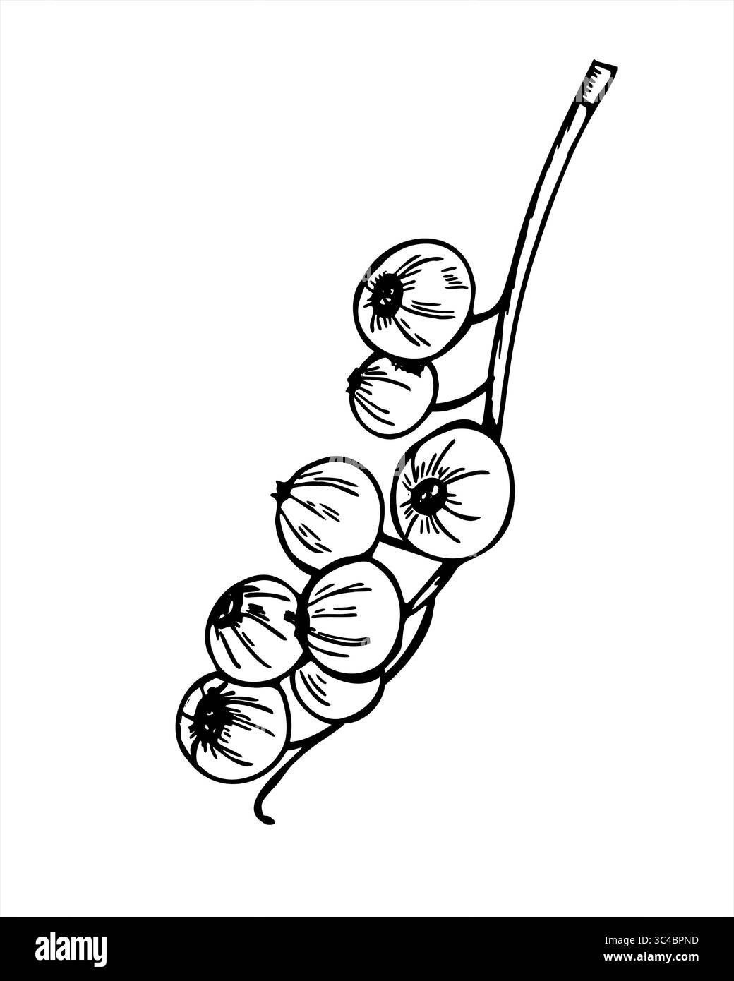 Gooseberry art hi-res stock photography and images - Alamy