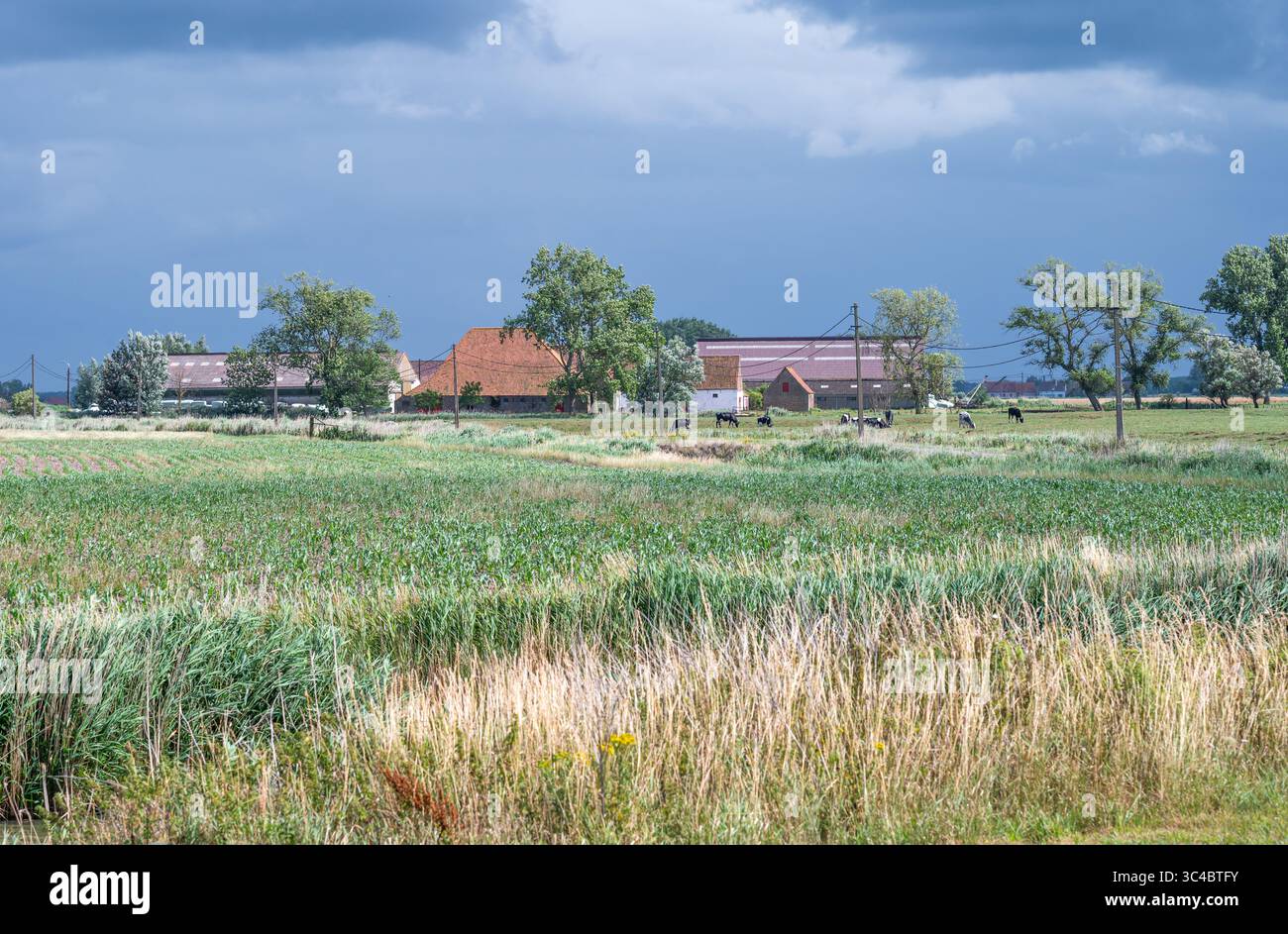 Nature fields in the Uitkerkse Polders reserve in Uitkerke, West ...