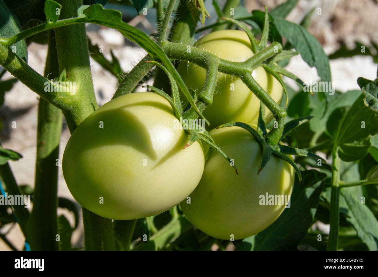 Tomate de cultivo hi-res stock photography and images - Alamy