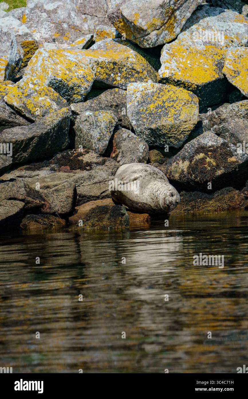 A grey seal lies on a quiet shoreline of a small island near Portree ...