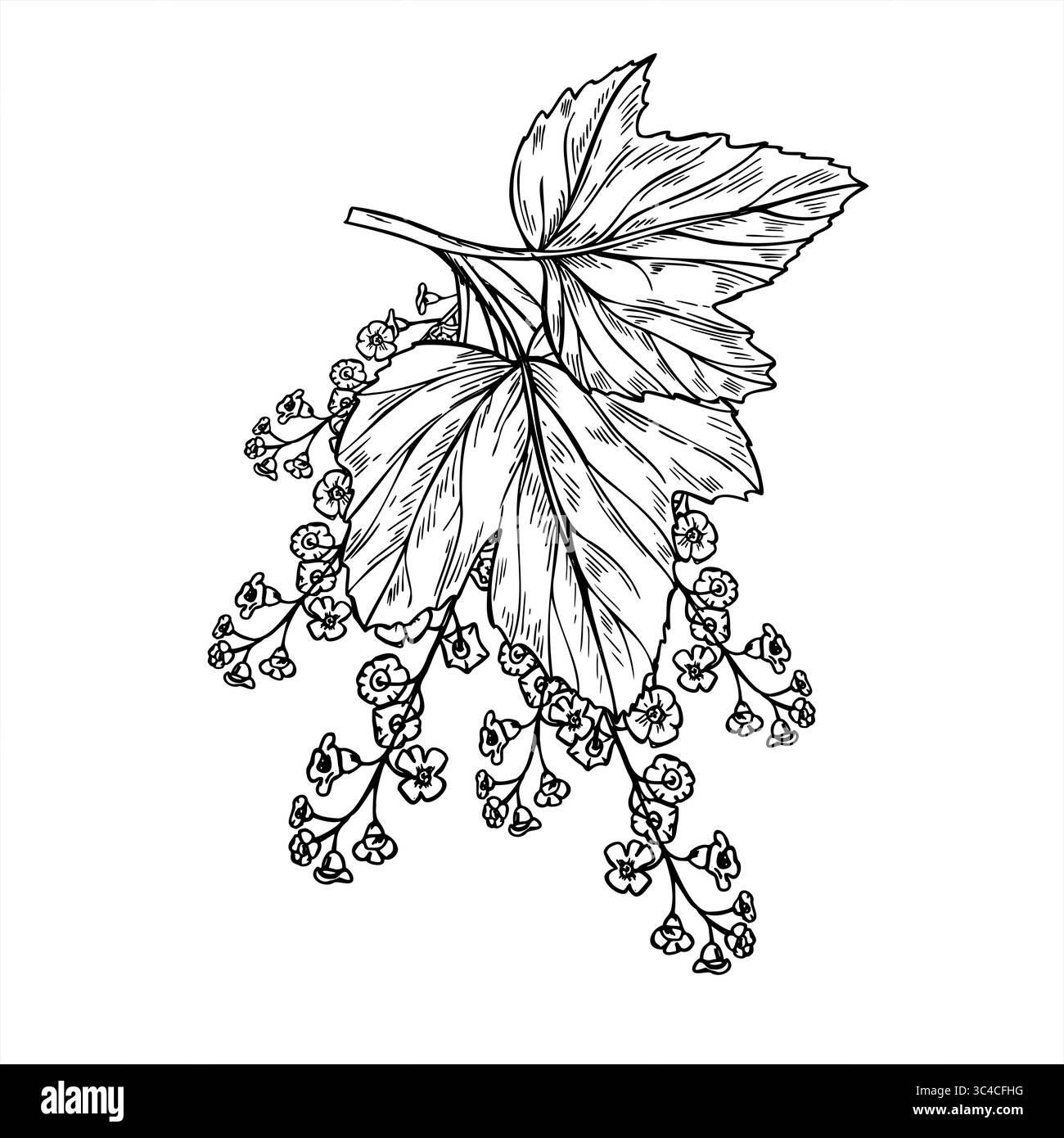 Flowering branch in spring Stock Vector Images - Alamy