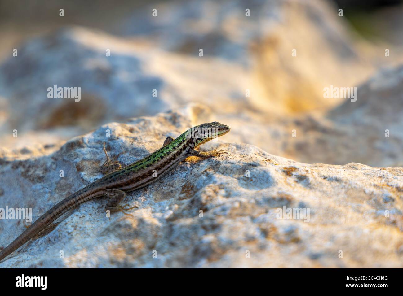 Filfola lizard (Maltese Wall Lizard), Xlendi, Gozo, Malta Stock Photo ...