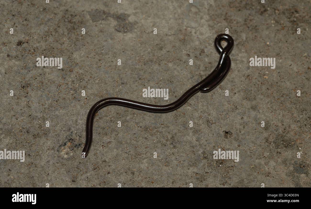 Brahminy Blindsnake (Indotyphlops braminus) from the Deccan Plateau in ...