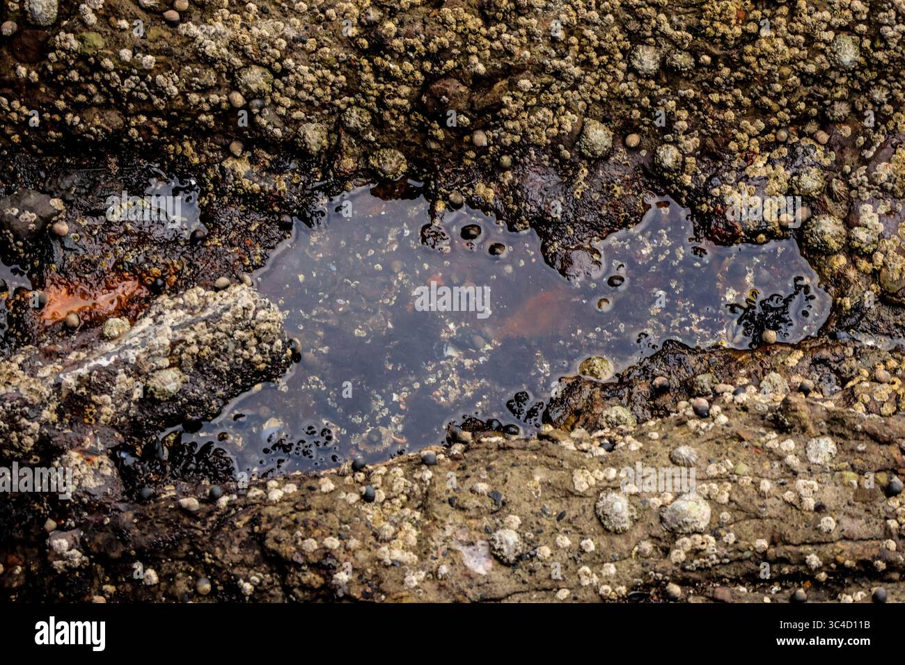 Small tidal pool nestled within a rugged, barnacle-encrusted rock ...