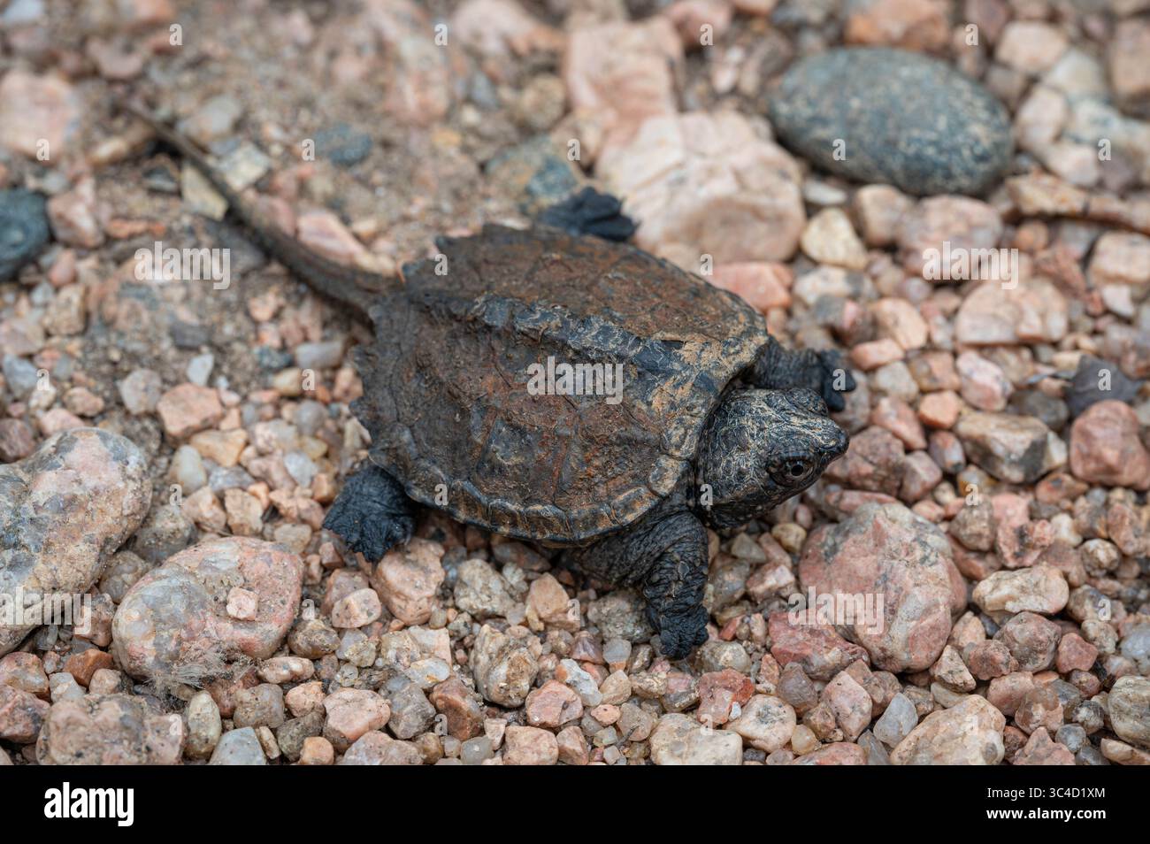 A hatchling Snapping Turtle (Chelydra serpentina) from Jefferson County ...