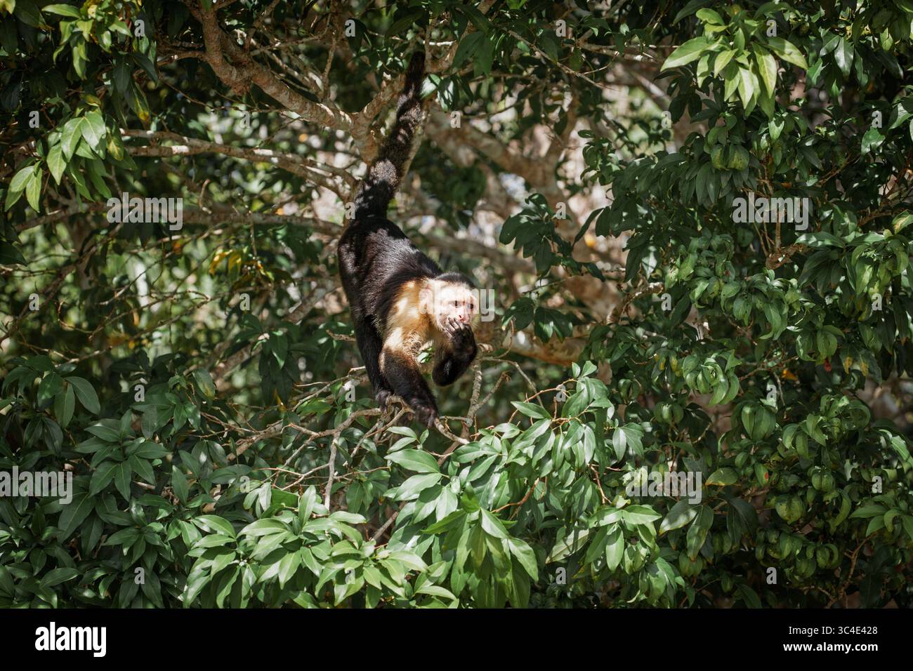 A portrait of Capuchin monkey in the rainforest in Central Panama Stock ...