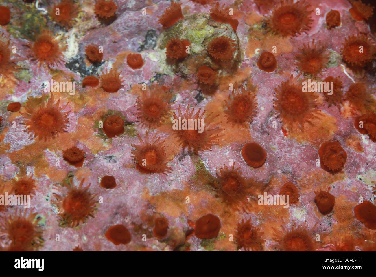 Colonies of small red anemones with their polyps on a reef stone on the ...