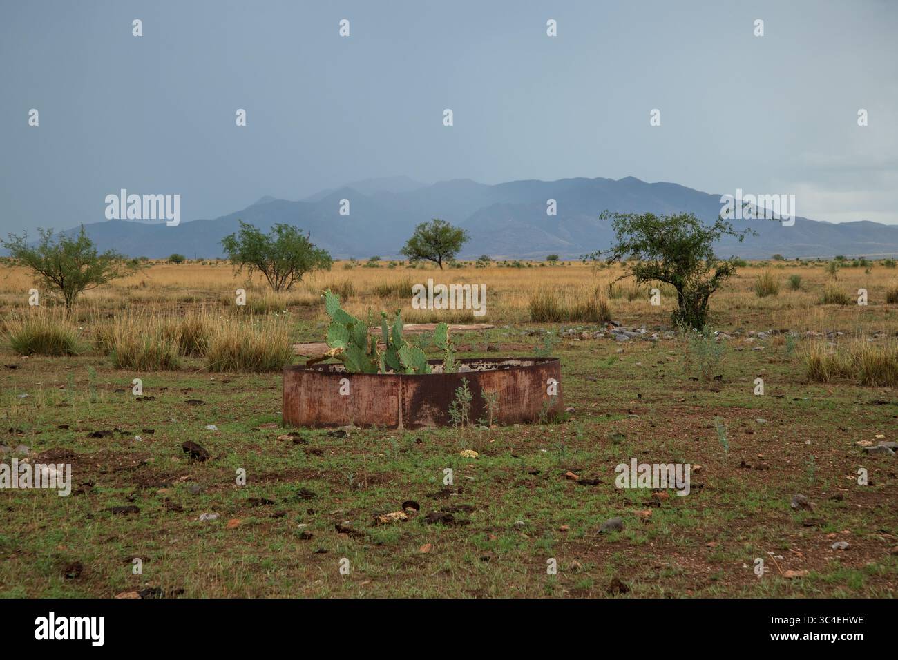 Despite light rain, prickly pear cactus grow during an extended drought ...