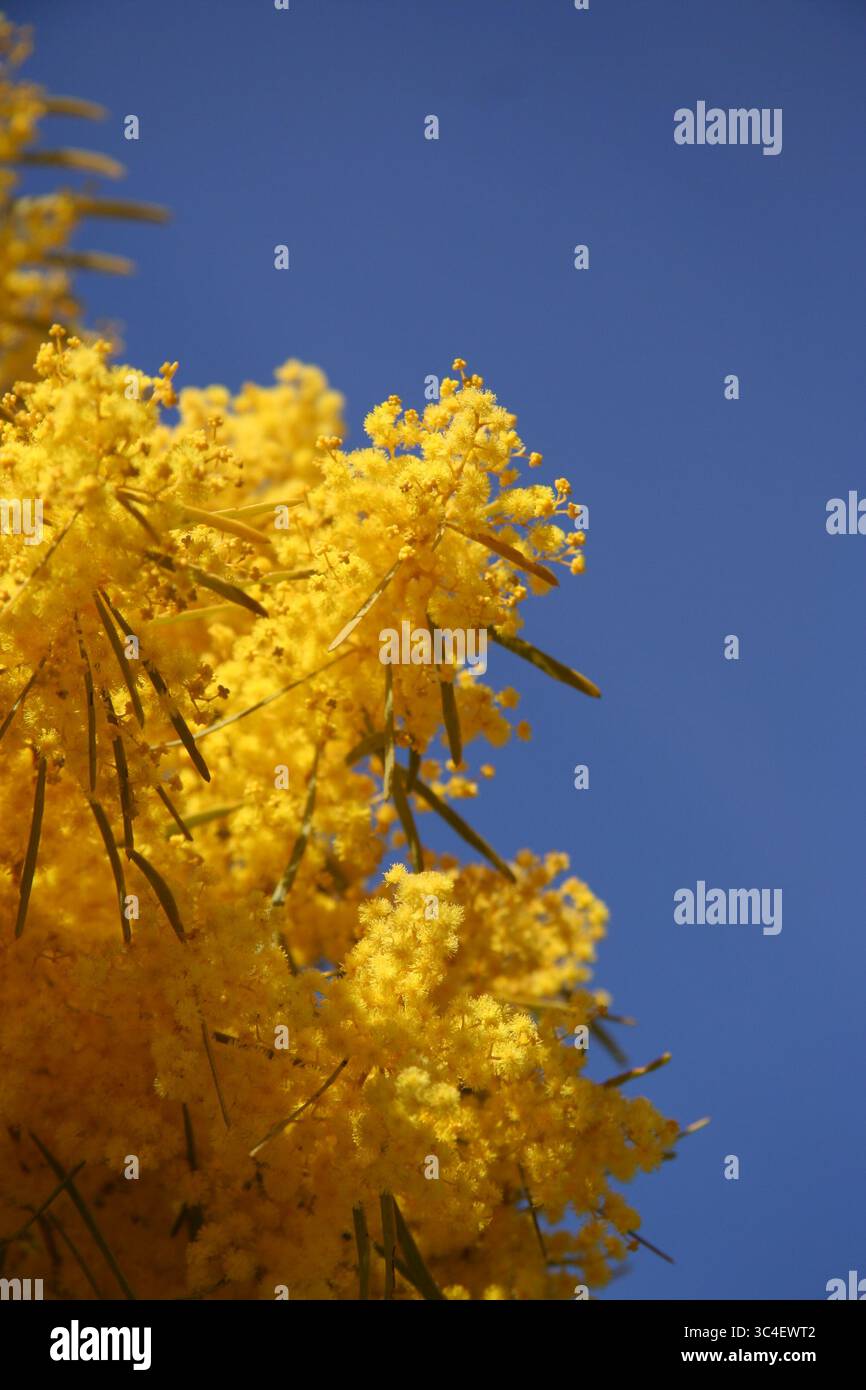 Acacia pycnantha golden wattle Stock Photo - Alamy