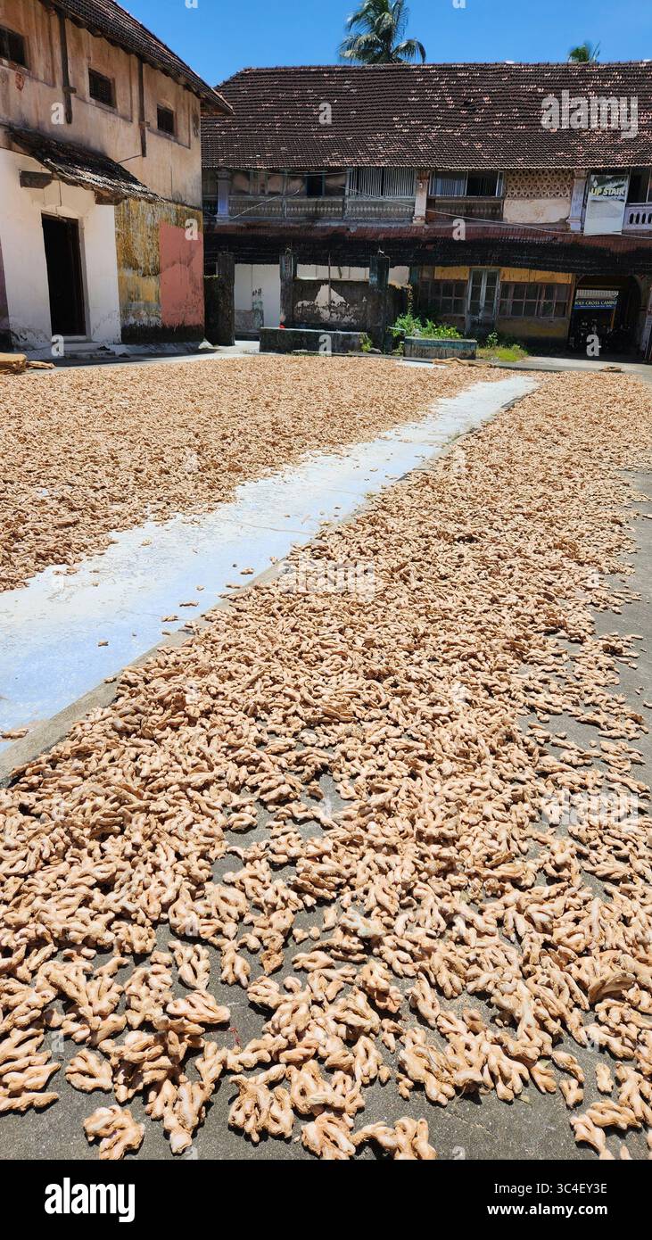 ginger drying in the sun in kerala india Stock Photo - Alamy