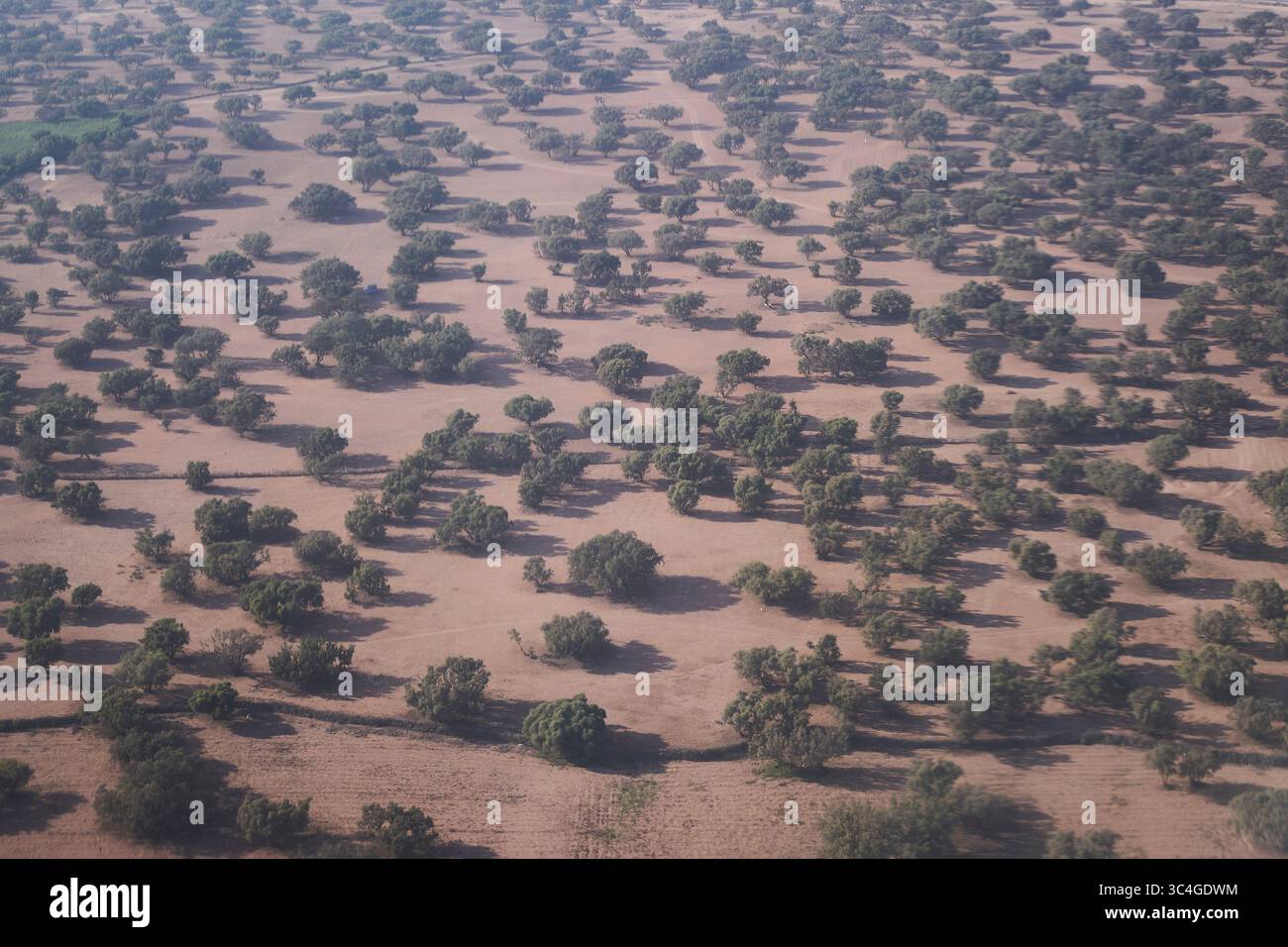 A forest of argan trees is visible in Agadir, Morocco, Wednesday, May ...